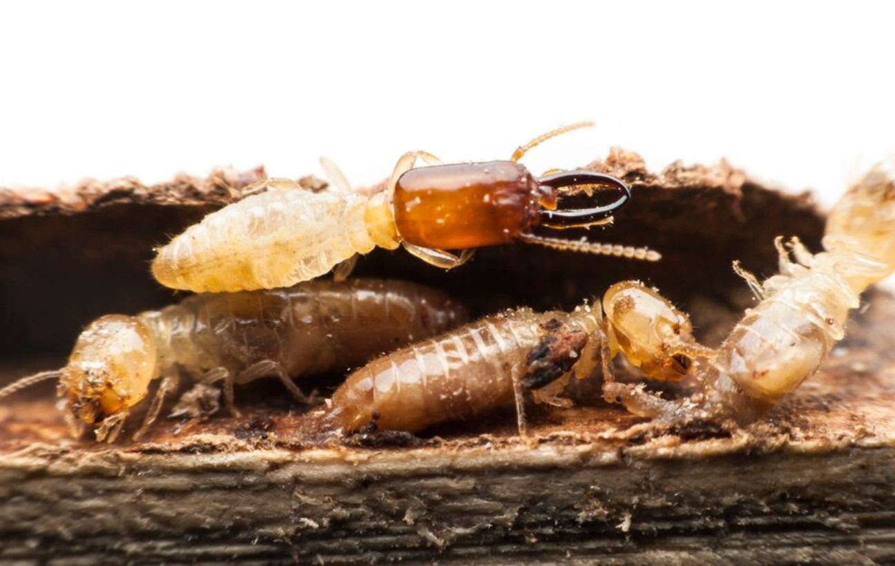 5 Cara Membasmi Rayap Kayu Secara Alami yang Paling Ampuh